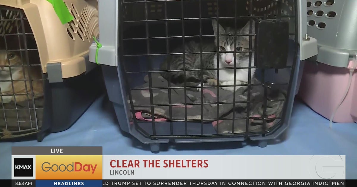 Clear the Shelter at the FieldHaven Feline Center - Good Day Sacramento