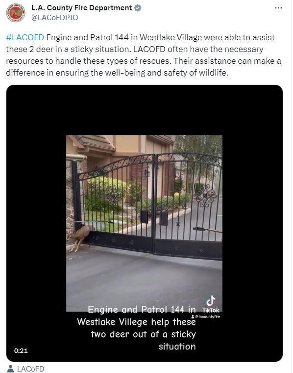 Oh, deer! First responders rescue wildlife stuck in gated community ...