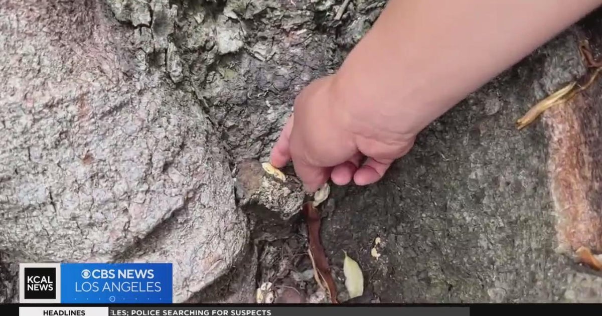 LA's "Fruit Princess" teaches residents the beauty of "urban foraging ...
