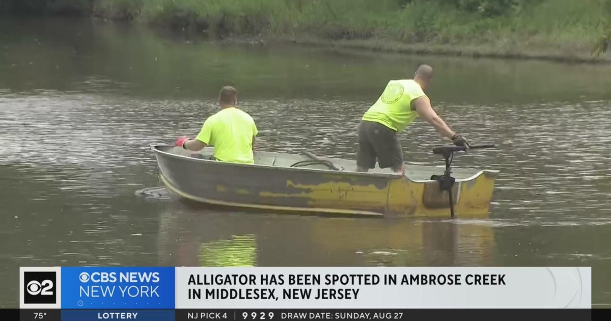 Alligator spotted in Ambrose Creek in New Jersey - CBS New York