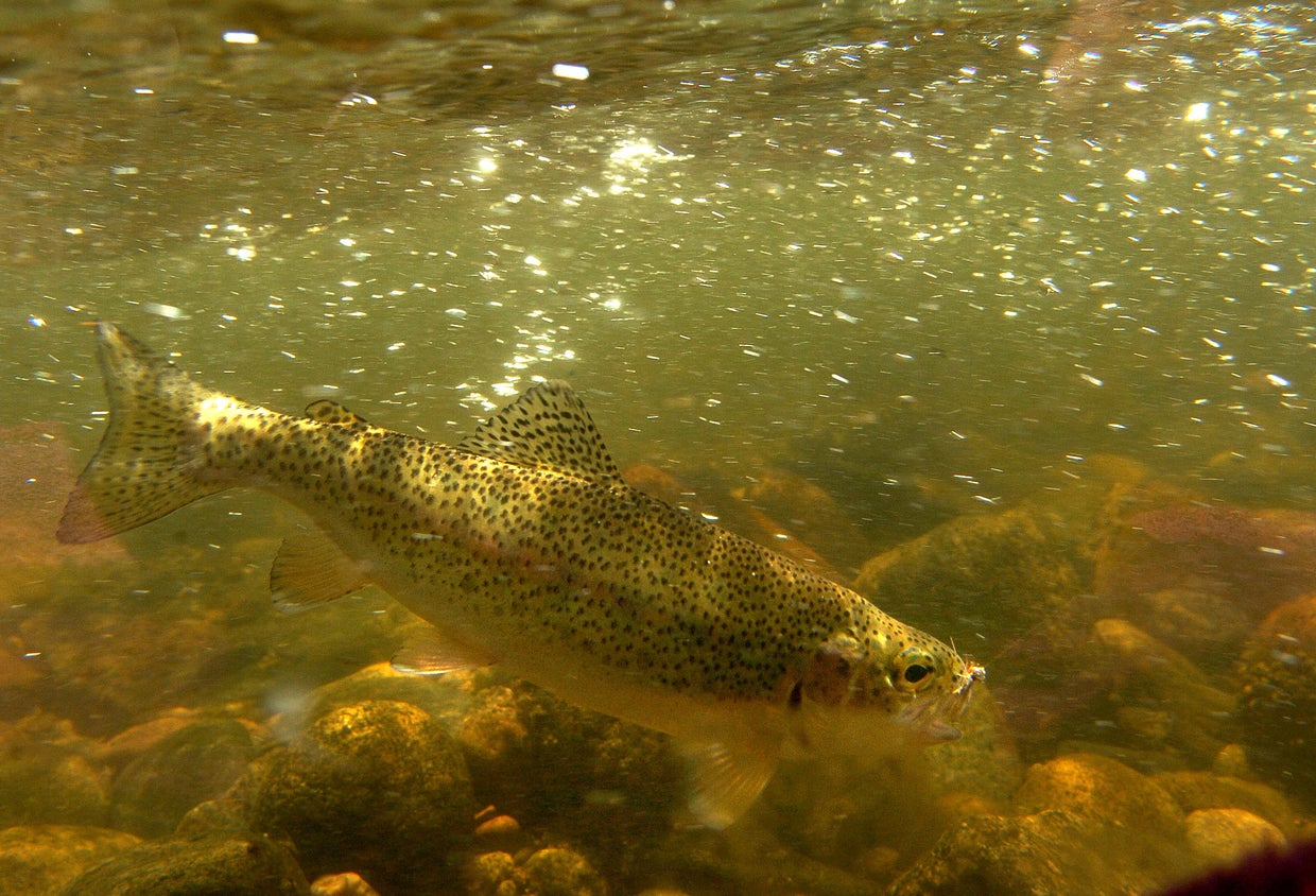 Poudre River restocked with 108,000 rainbow trout following Cameron ...