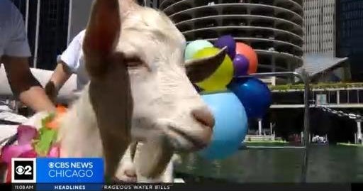 ComEd goats tour Chicago - CBS Chicago
