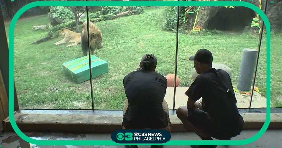 "Lion King" the musical cast visits Philadelphia Zoo - CBS Philadelphia