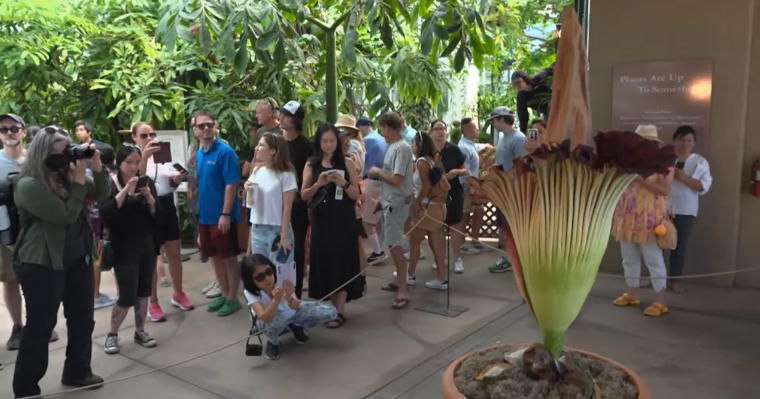 Rare corpse flower blooms at The Huntington Library in San Marino - CBS ...