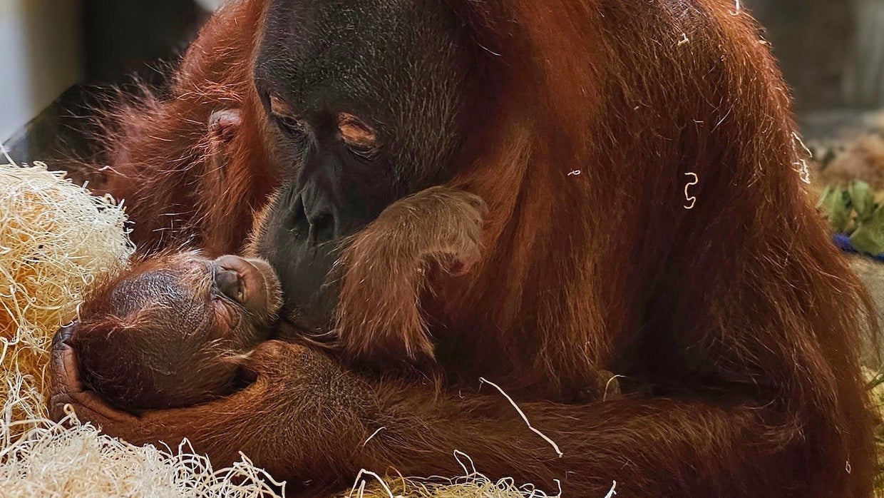 Newborn Sumatran orangutan welcomed at Denver Zoo - CBS Colorado