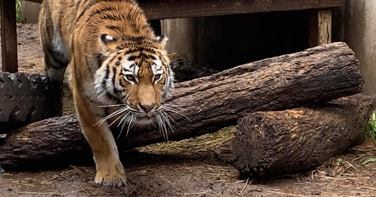 Cheyenne Mountain Zoo says 2-year-old Amur Tiger, Mila, has died - CBS ...