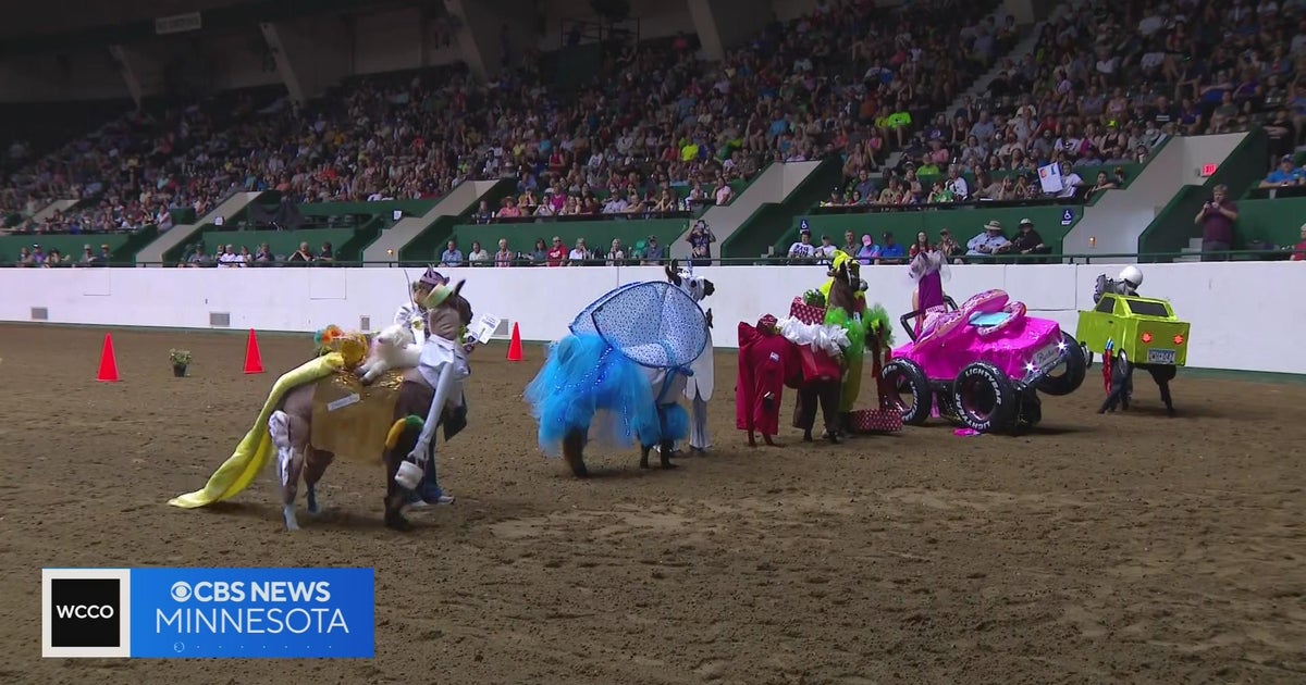 Llamas get dolled up for costume competition at the State Fair - CBS ...
