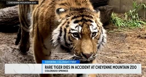 Cheyenne Mountain Zoo says 2-year-old Amur Tiger, Mila, has died - CBS ...