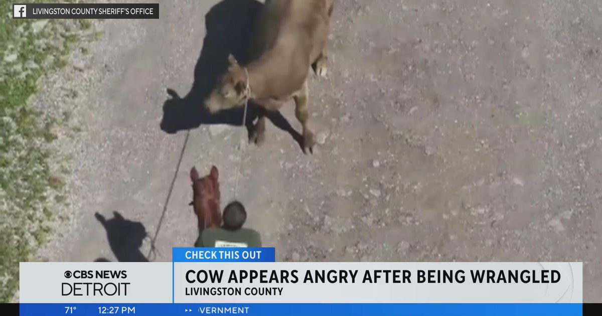 Angry cow wrangled after crashing through several fences in Livingston ...