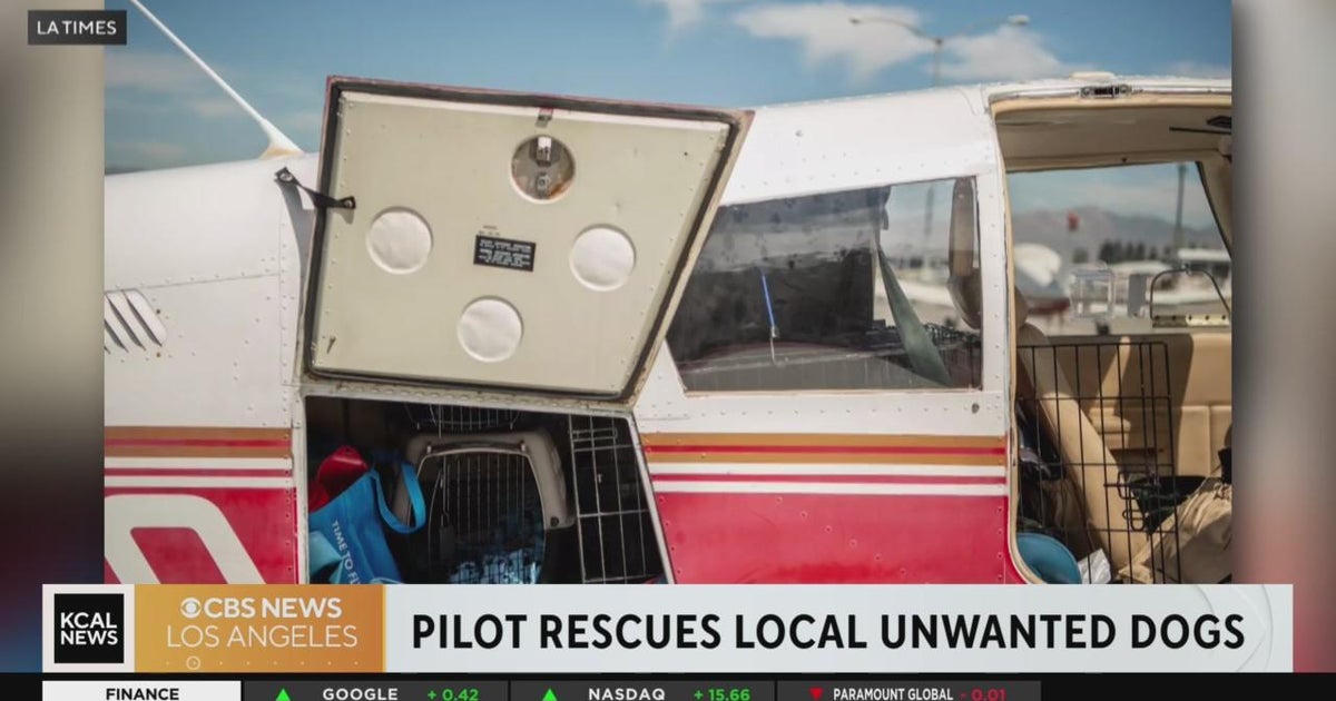 The Brief: Amelia Air rescues dogs by plane - CBS Los Angeles