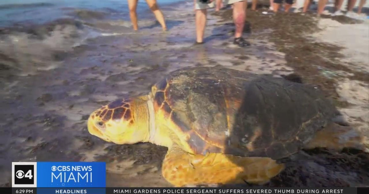 Rescued sea turtle released back into the ocean - CBS Miami