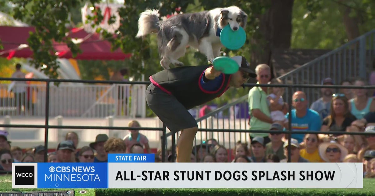 Pups show off athleticism at All-Star Stunt Dog Splash show - CBS Minnesota