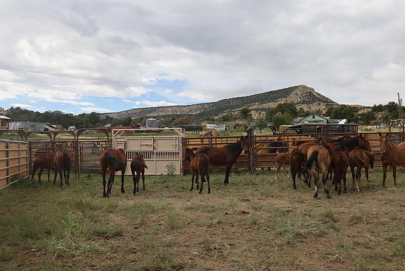 BLM begins rounding up 100+ wild horses - CBS Colorado