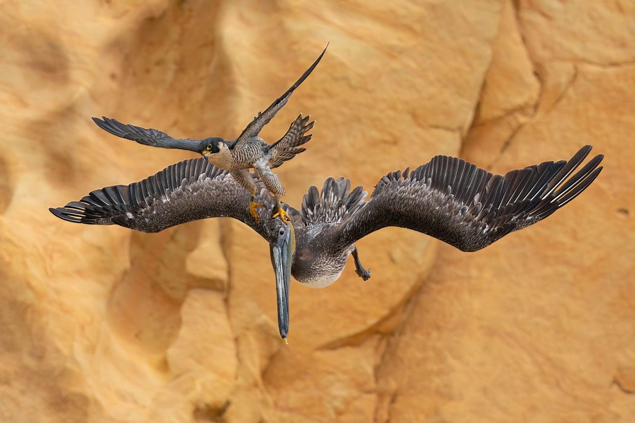 Dramatic shot of a falcon striking a pelican wins Bird Photographer of ...