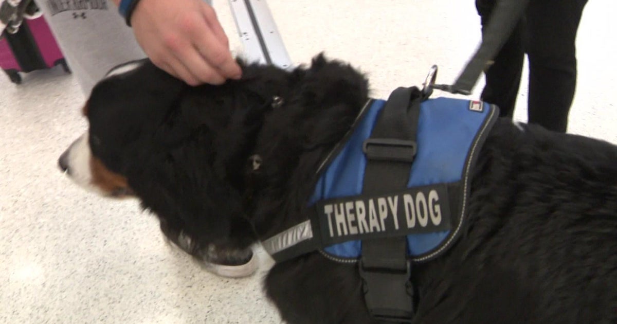 Miami Proud: Brody helps Miami International Airport passengers smile ... Miami Proud: Brody helps Miami International Airport passengers smile ...