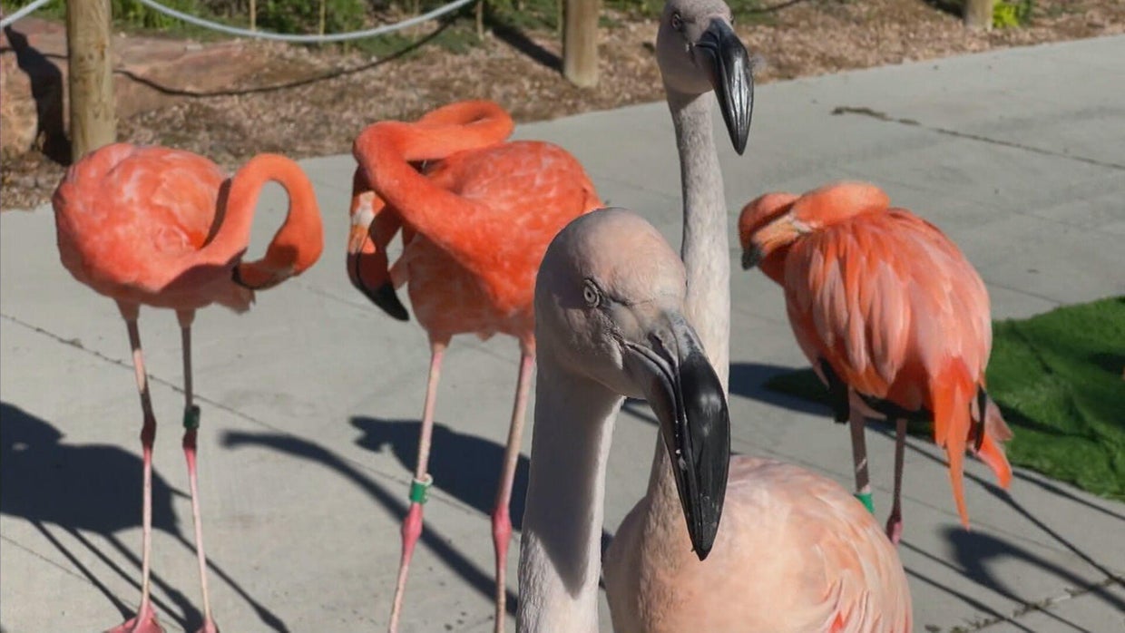 Flamingos take center stage at Denver Zoo's Flock Party - CBS Colorado