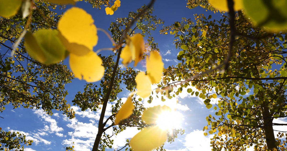 Colorado's wet summer may produce a brilliant fall colors leaf show ...