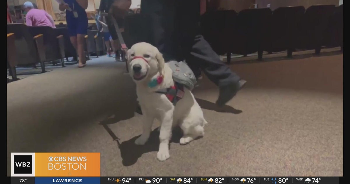 Comfort dog "Mustang Sally" helps Norwood middle school students ...