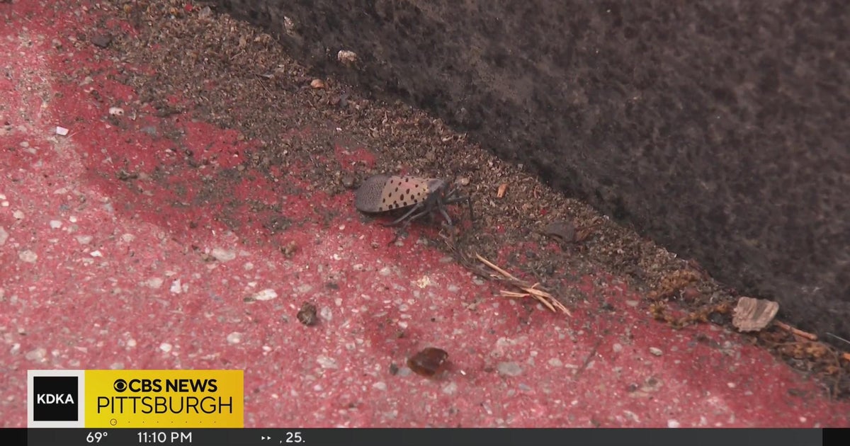 The future of spotted lanternflies - CBS Pittsburgh