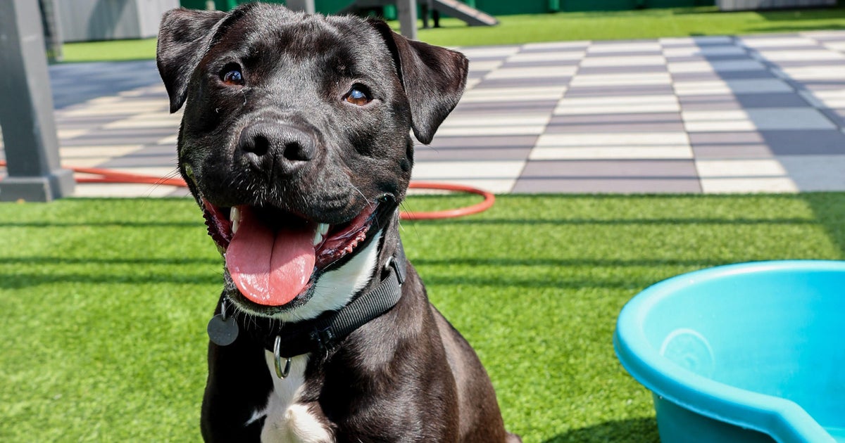 PAWS Pet of the Week: Osmond - CBS Chicago