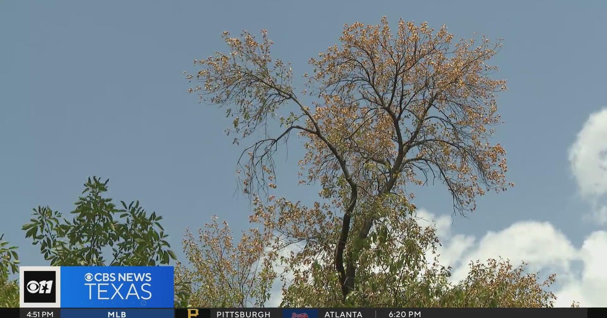 Gardening 101: Heat Stress on Your Trees - CBS Texas
