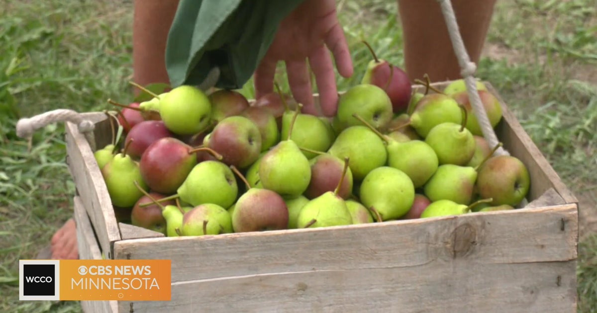 Easy, DIY apple experiments you can do at home - CBS Minnesota