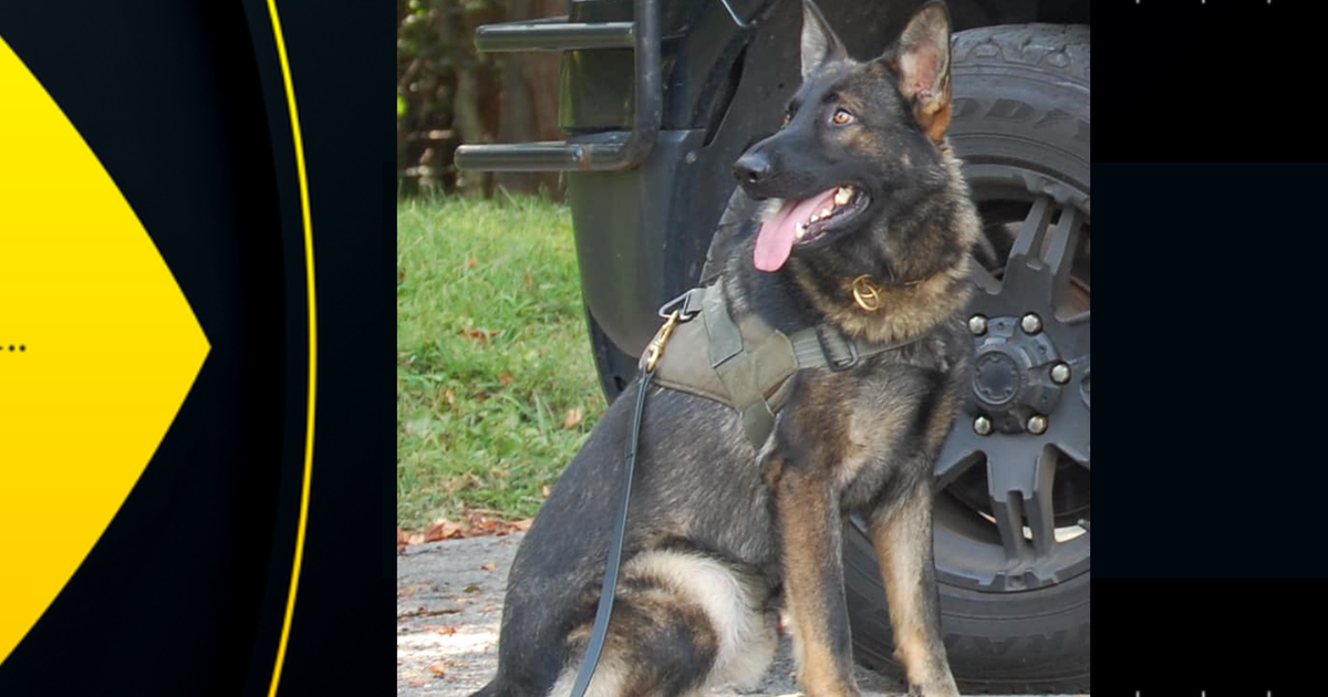 Retired Coraopolis K-9 officer Amor dies - CBS Pittsburgh