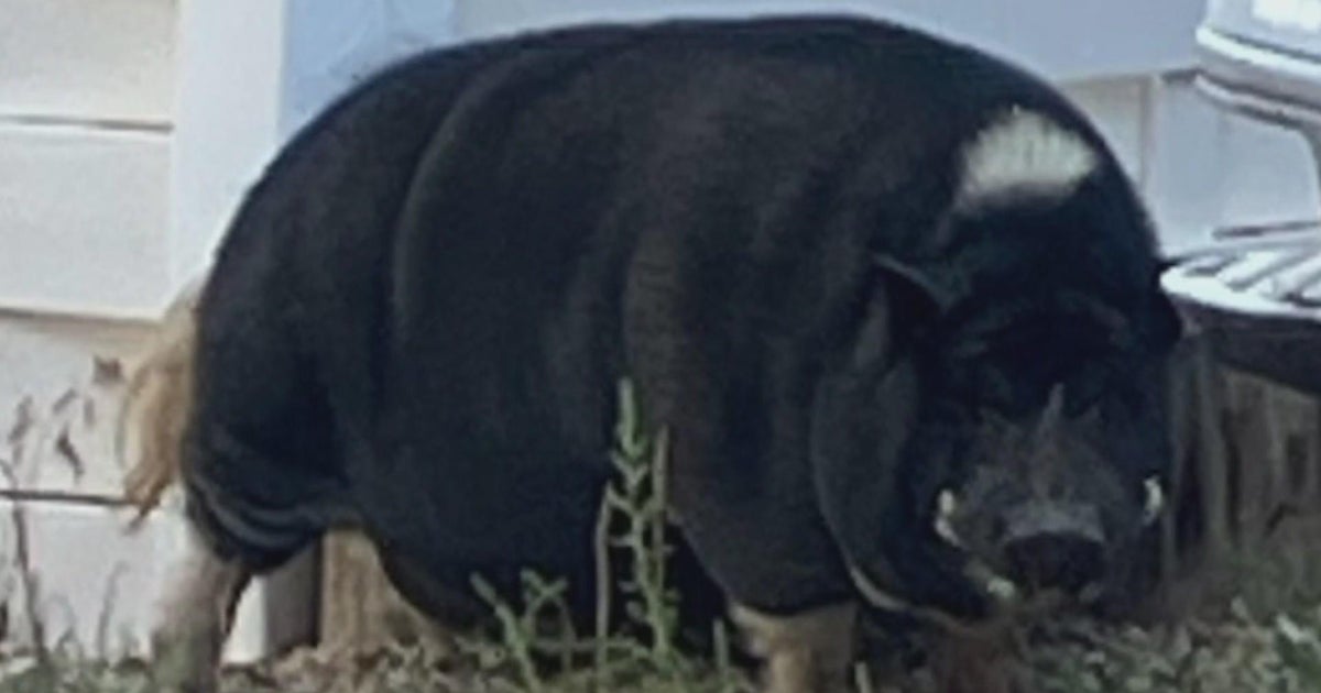Runaway pot-bellied pig captured by deputies in southern Colorado - CBS ...