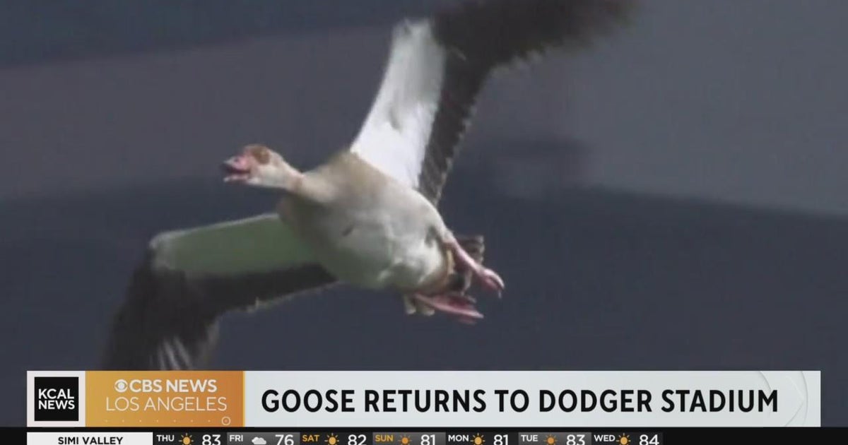A goose flying over Dodger Stadium is nearly drilled by a foul ball ...