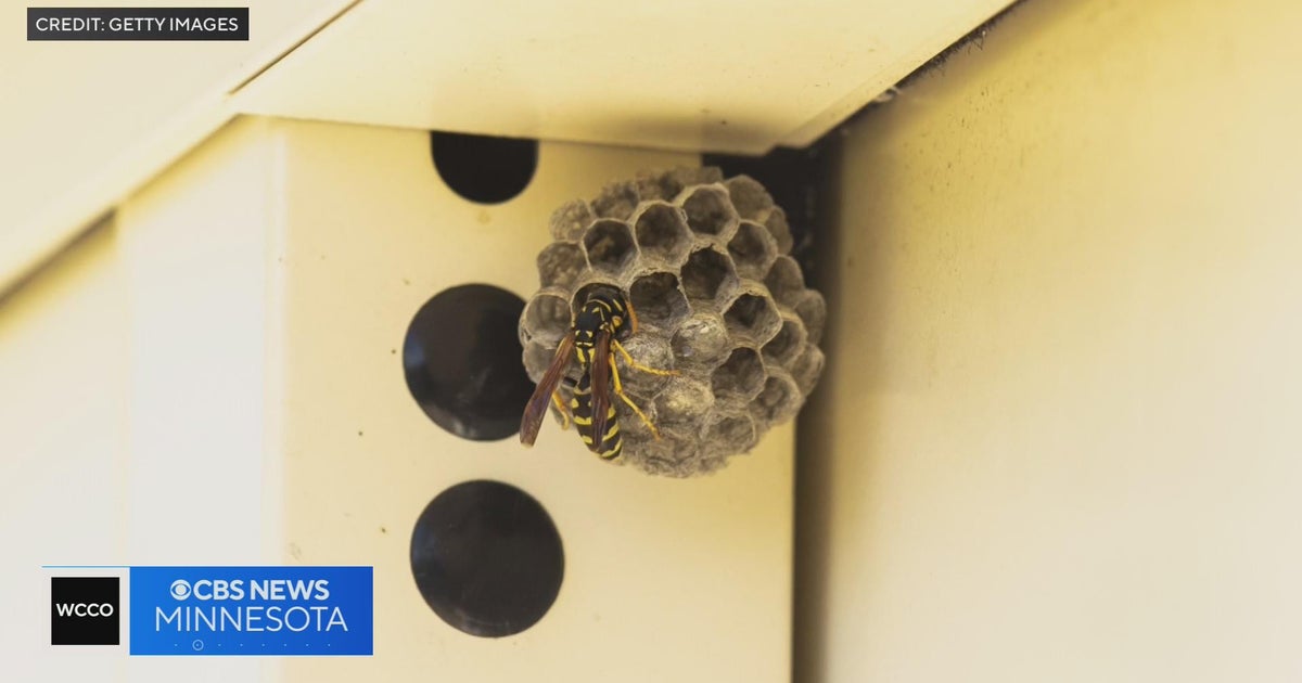 Why you may see more bugs in your home this fall - CBS Minnesota