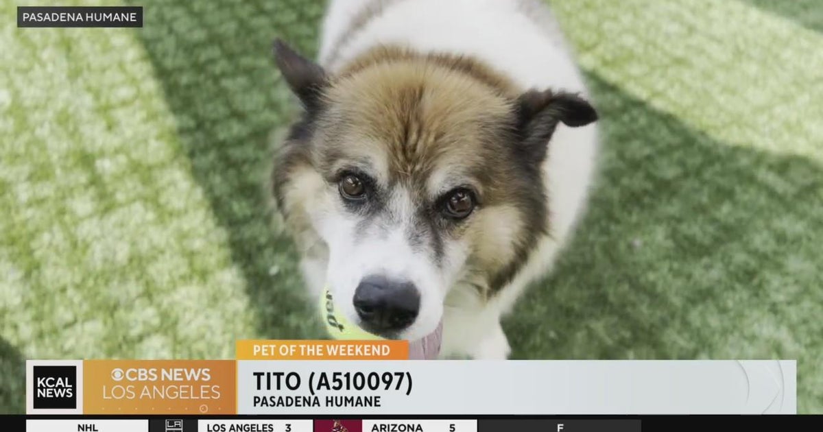 Tito is perfect for cuddling and walks: Pet of the Weekend - CBS Los ...