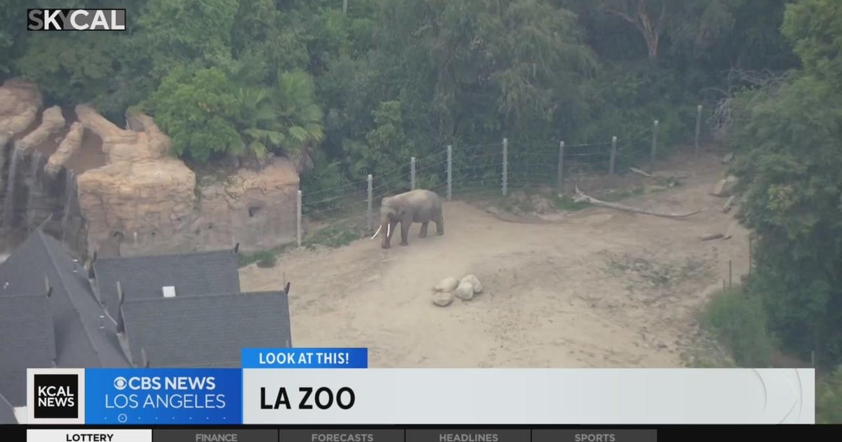 LA Zoo | Look At This! - CBS Los Angeles