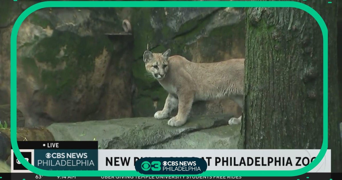 Philadelphia Zoo welcomes pair of puma cubs - CBS Philadelphia