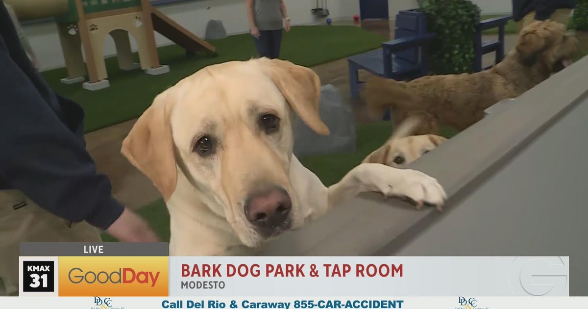 Bark Dog Park & Tap Room - Good Day Sacramento