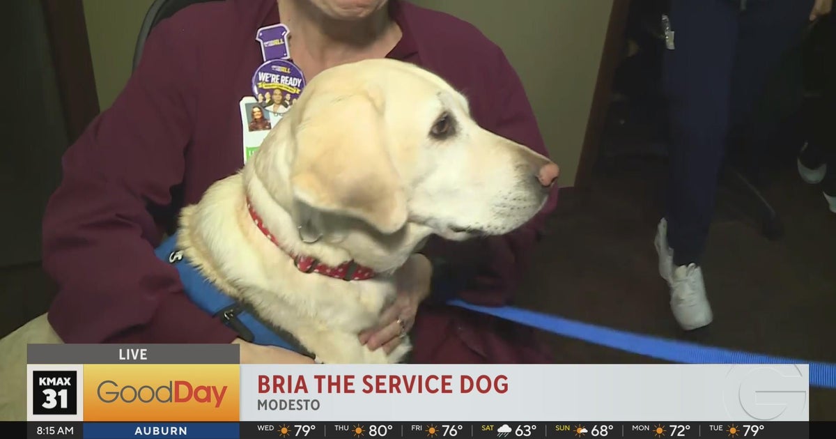 Bria the service dog - Modesto - Good Day Sacramento