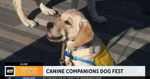 Dogs greet guests at Canine Companions' DogFest - CBS Texas