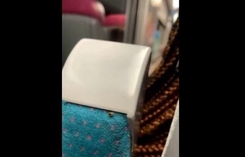 Paris is crawling with bedbugs. They're even riding the trains and a ...