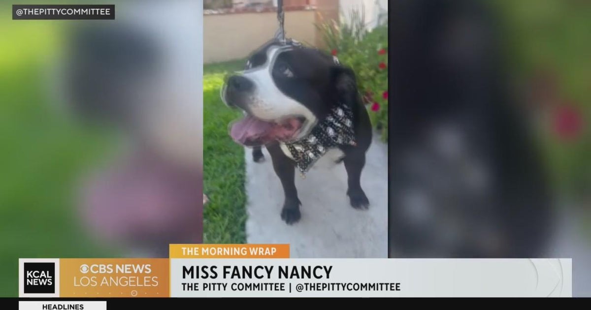 Miss Fancy Nancy is a happy-go-lucky lazy dog looking for a forever ...