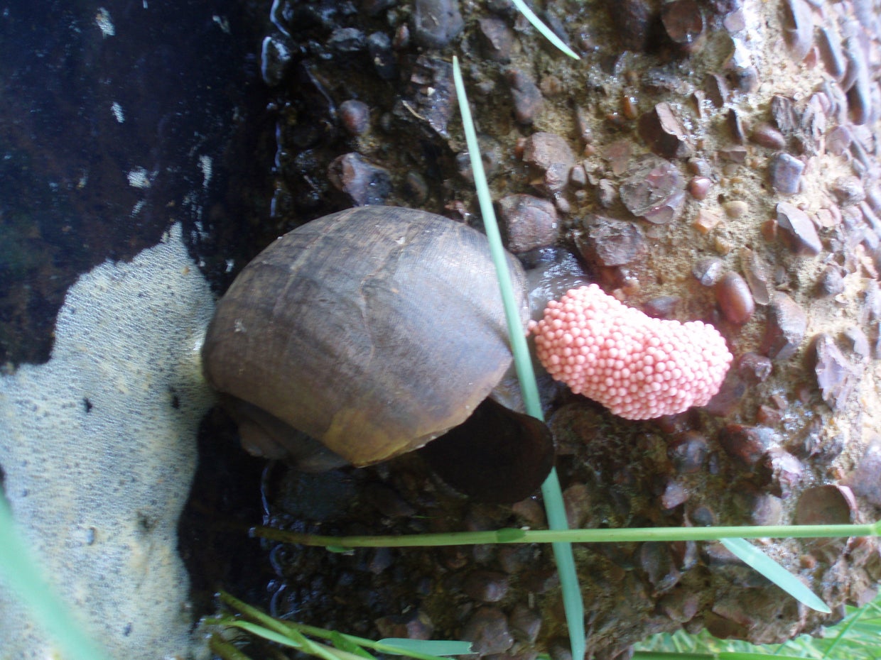 Invasive snails that can be deadly to humans found in North Carolina ...