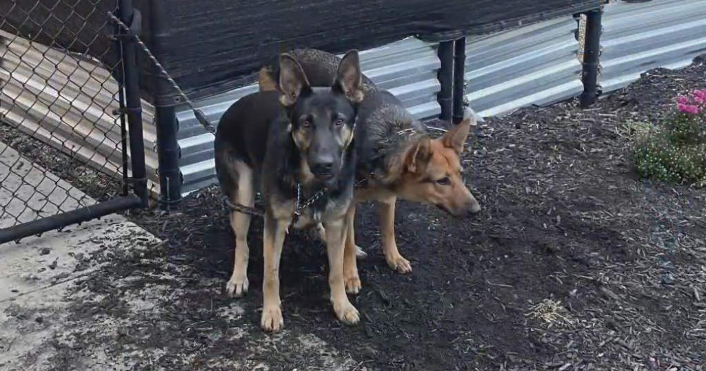 Humane Animal Rescue of Pittsburgh reports alarming rise in number of ...