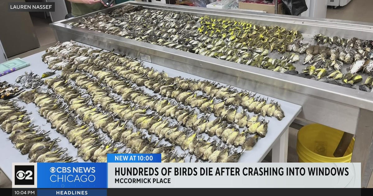 Hundreds of birds die after crashing into windows at McCormick Place ...
