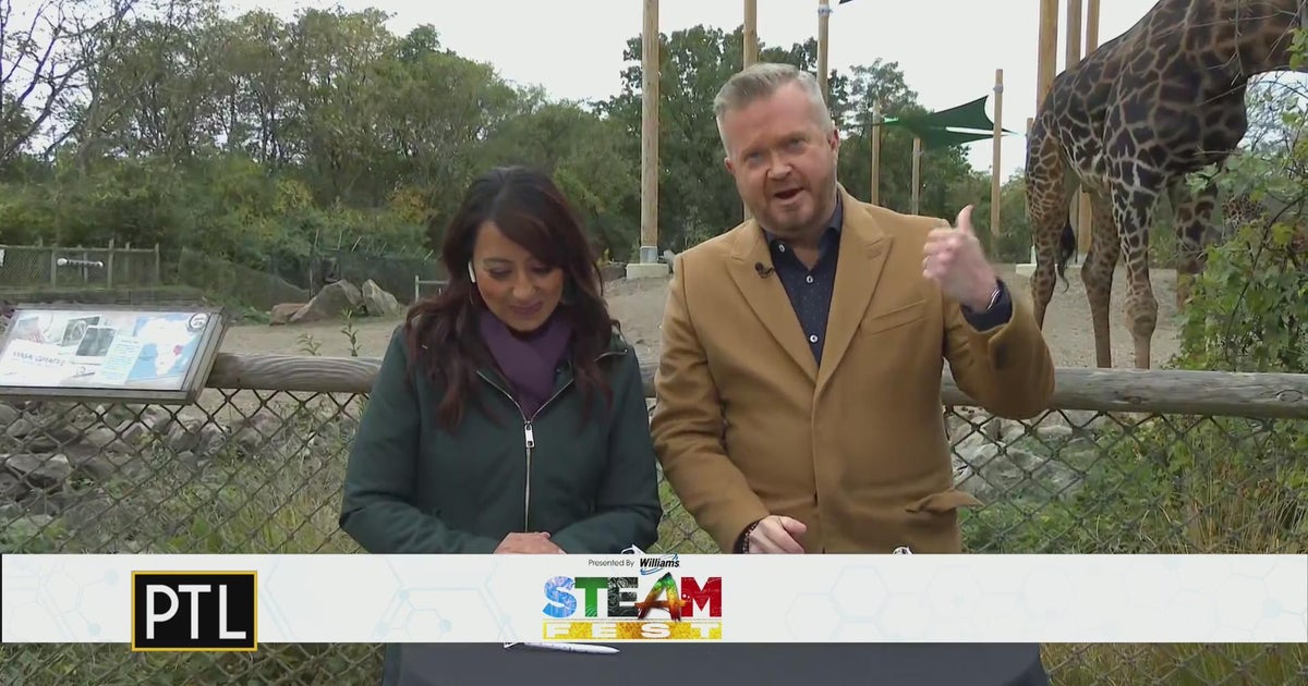 Meet Lewis the giraffe - CBS Pittsburgh