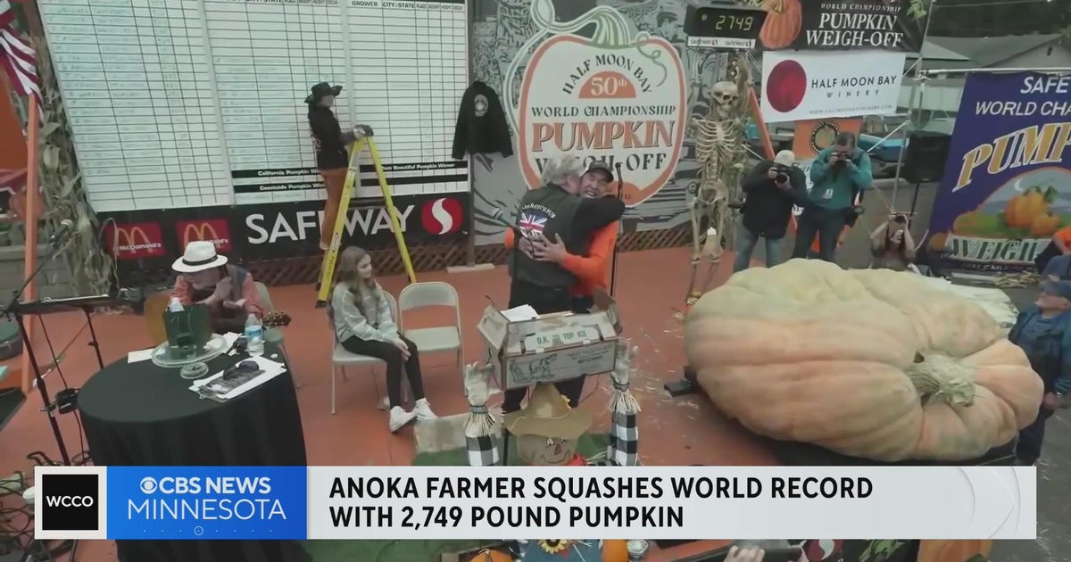 Did competitive MN pumpkin grower squash the competition? - CBS Minnesota