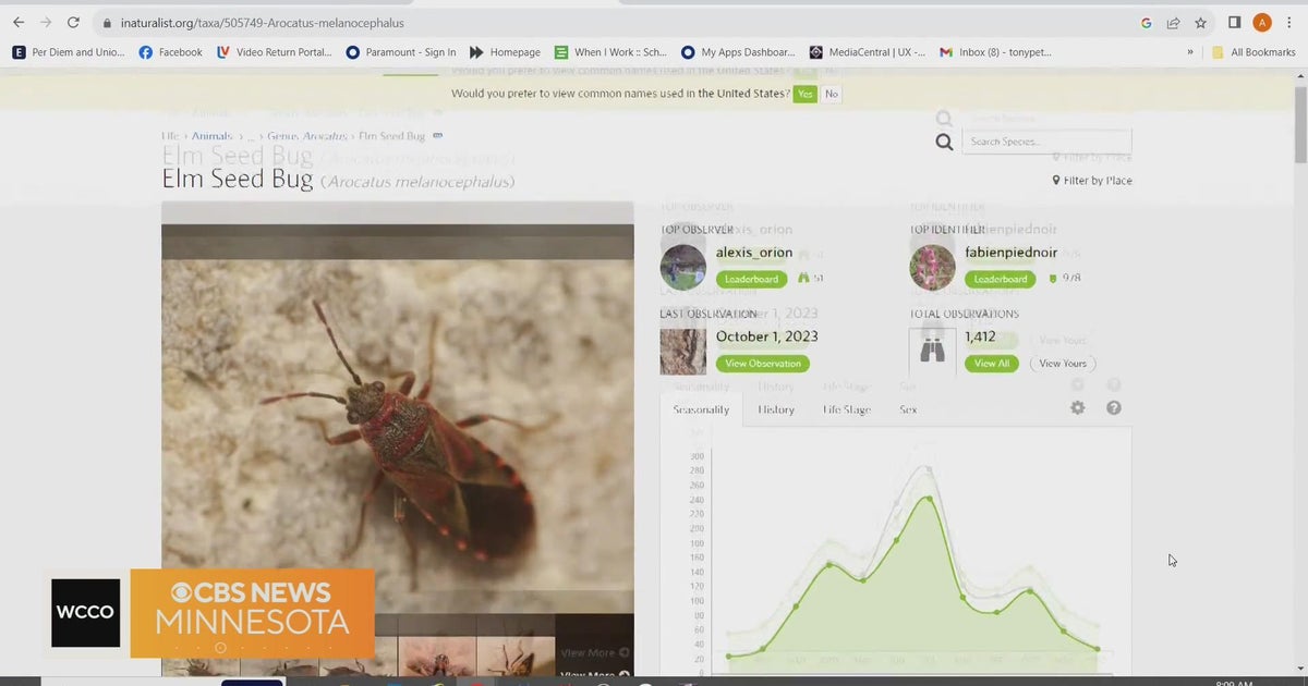 What do you do when you see a bug in your home? - CBS Minnesota