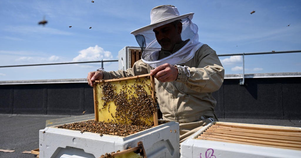 Baltimore's rooftop bees are bringing new life to the city's green ...