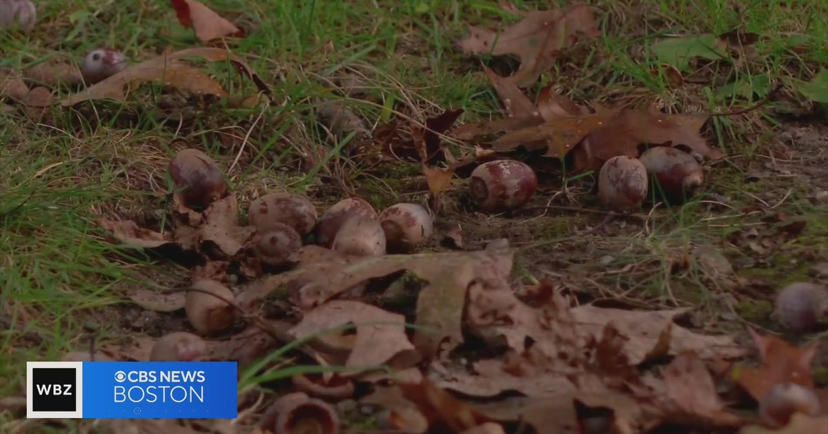 Are there more acorns falling this year? - CBS Boston
