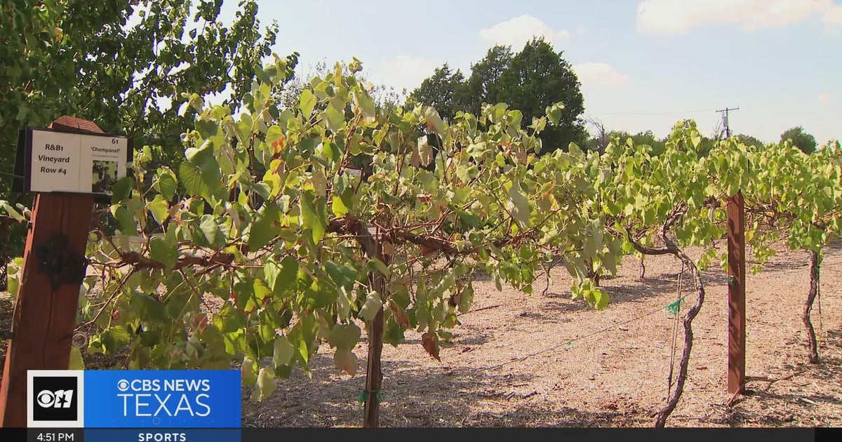 Gardening 101: Fruit trees - CBS Texas