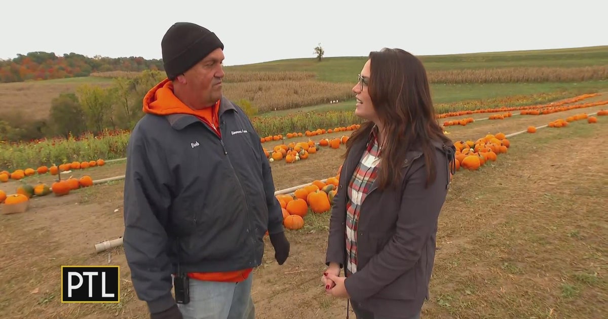 Simmons Farm continues family tradition of pumpkin picking - CBS Pittsburgh