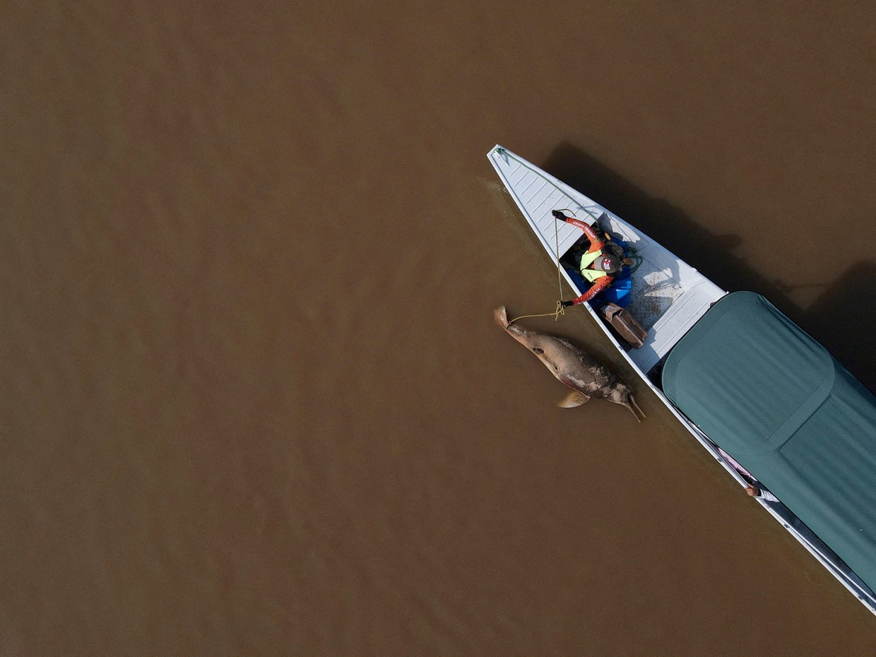 Hundreds of dolphins found dead in Amazon lake were in water hotter ...