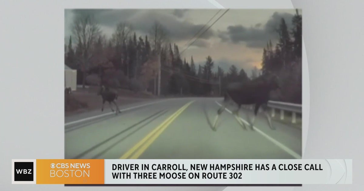 Video shows close encounter New Hampshire driver had with moose - CBS ...